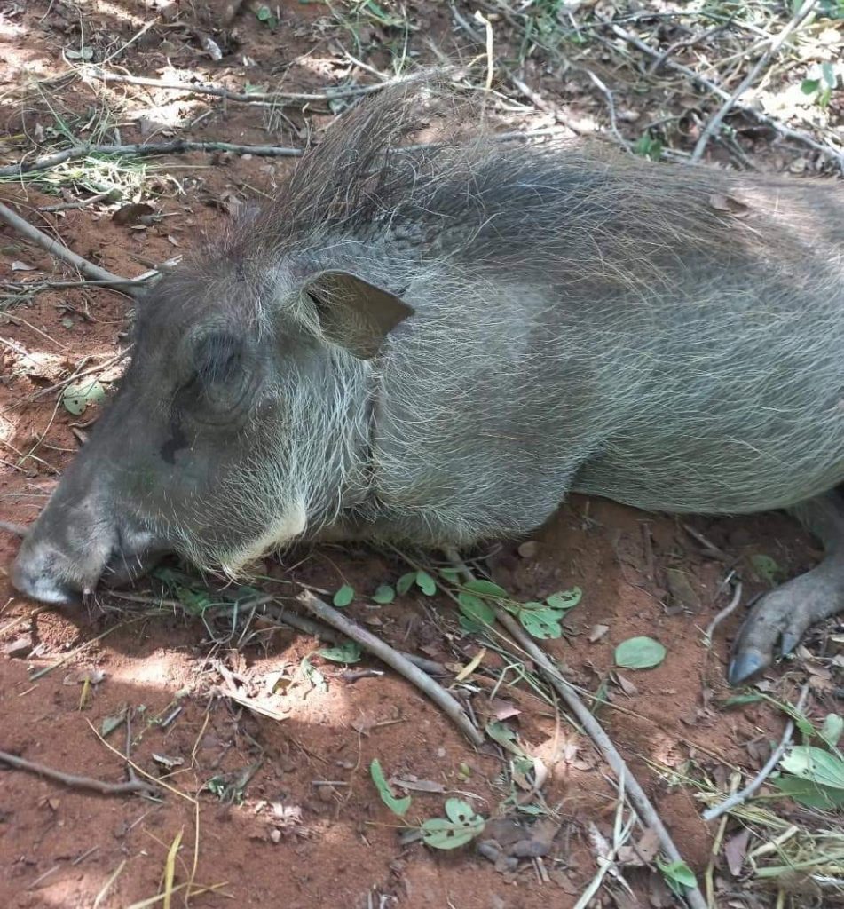 Bushmeat poachers target Victoria Falls wildlife - VicFallsLive