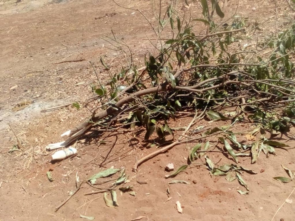 Innscor launches brewery to produce Nyathi beer - VicFallsLive